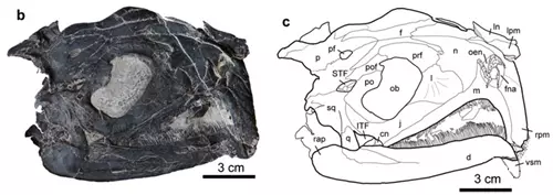 Atopodentatus unicus - Best Of Cafe