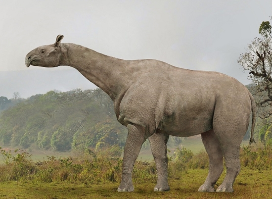 Paraceratherium transouralicum - Best Of Cafe